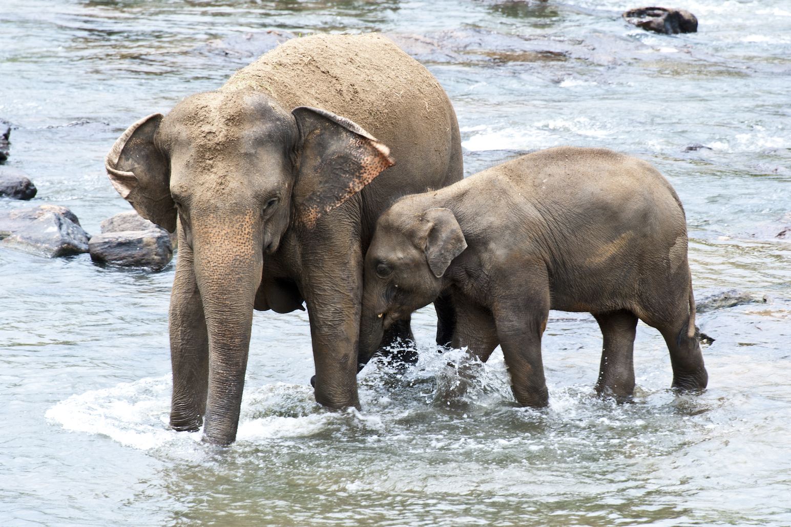 How to boost captive elephant numbers without taking more from the wild ...