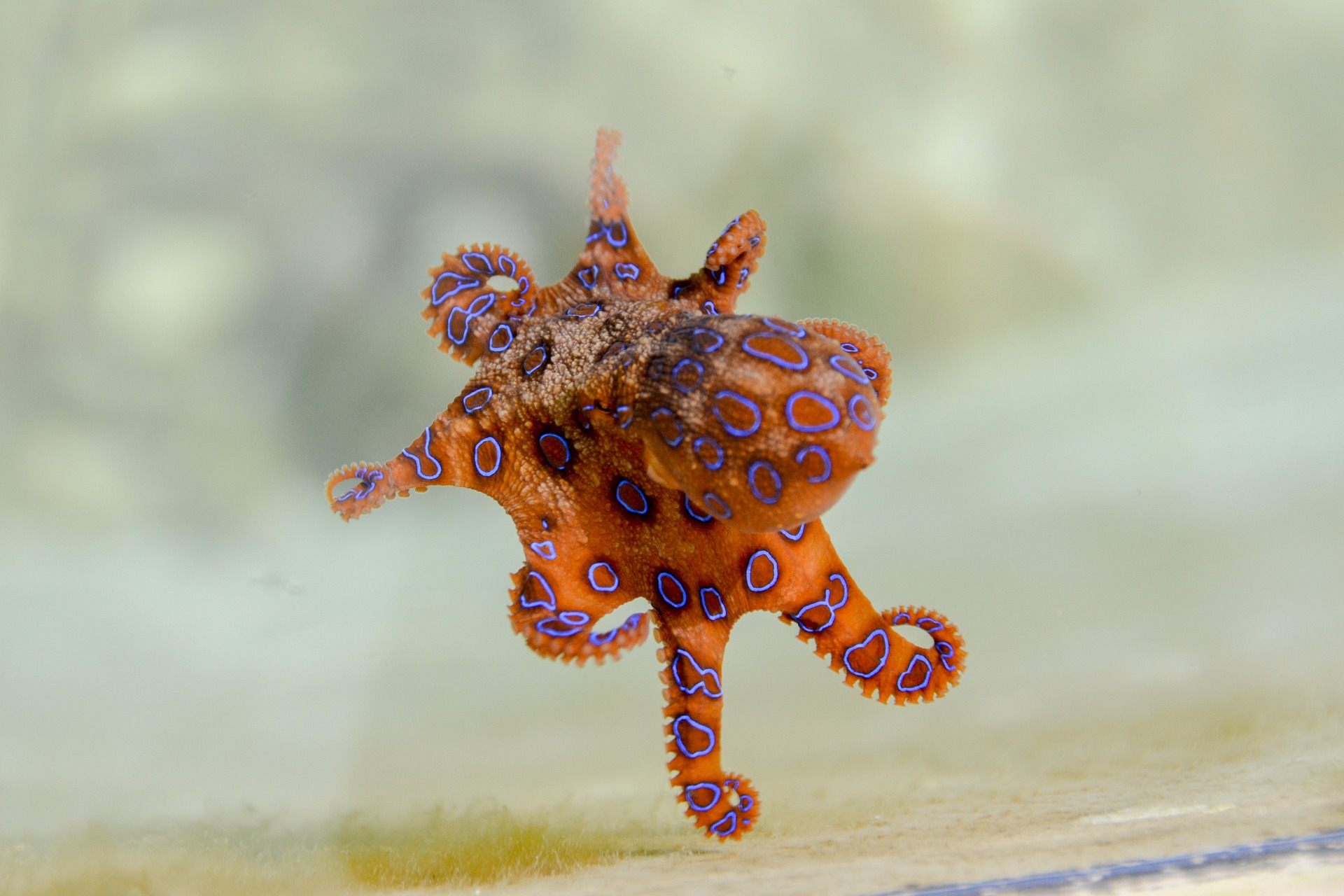 Are Octopuses Smart? - Earthpedia - Earth.com