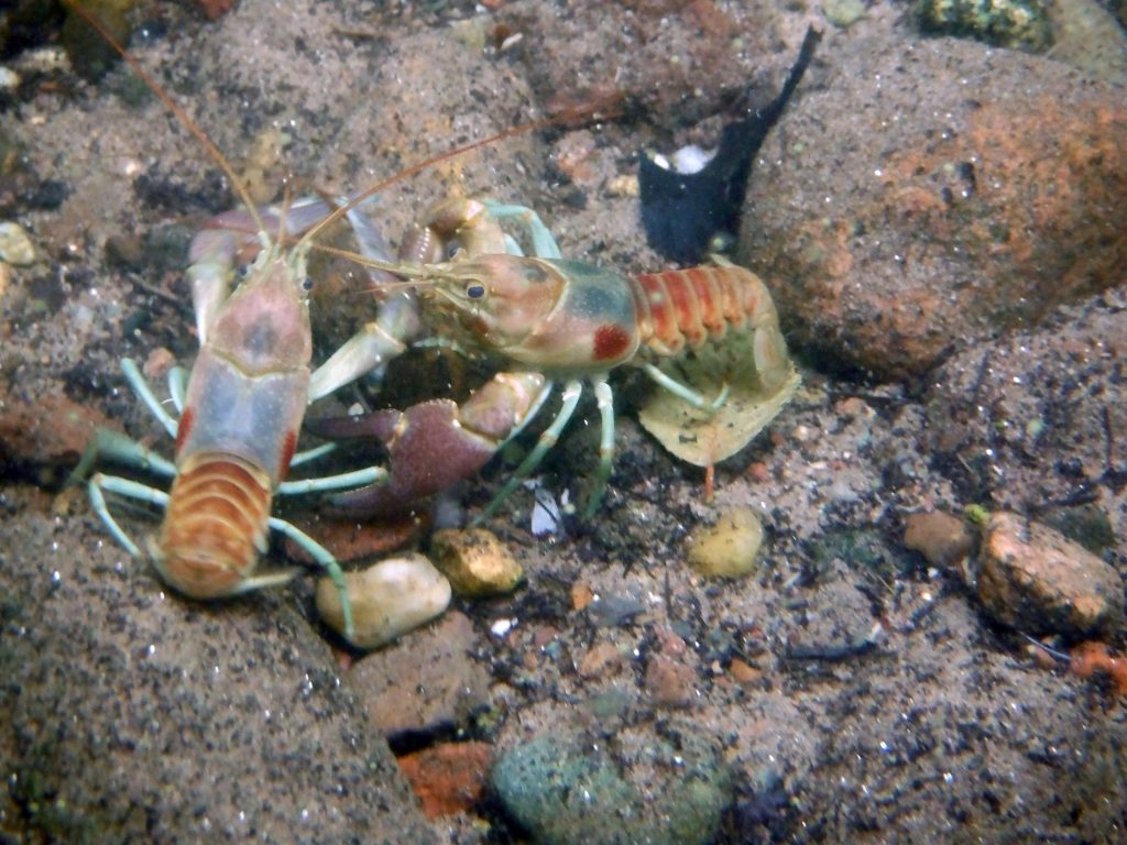 Invasive rusty crayfish may be responsible for their own demise • Earth.com
