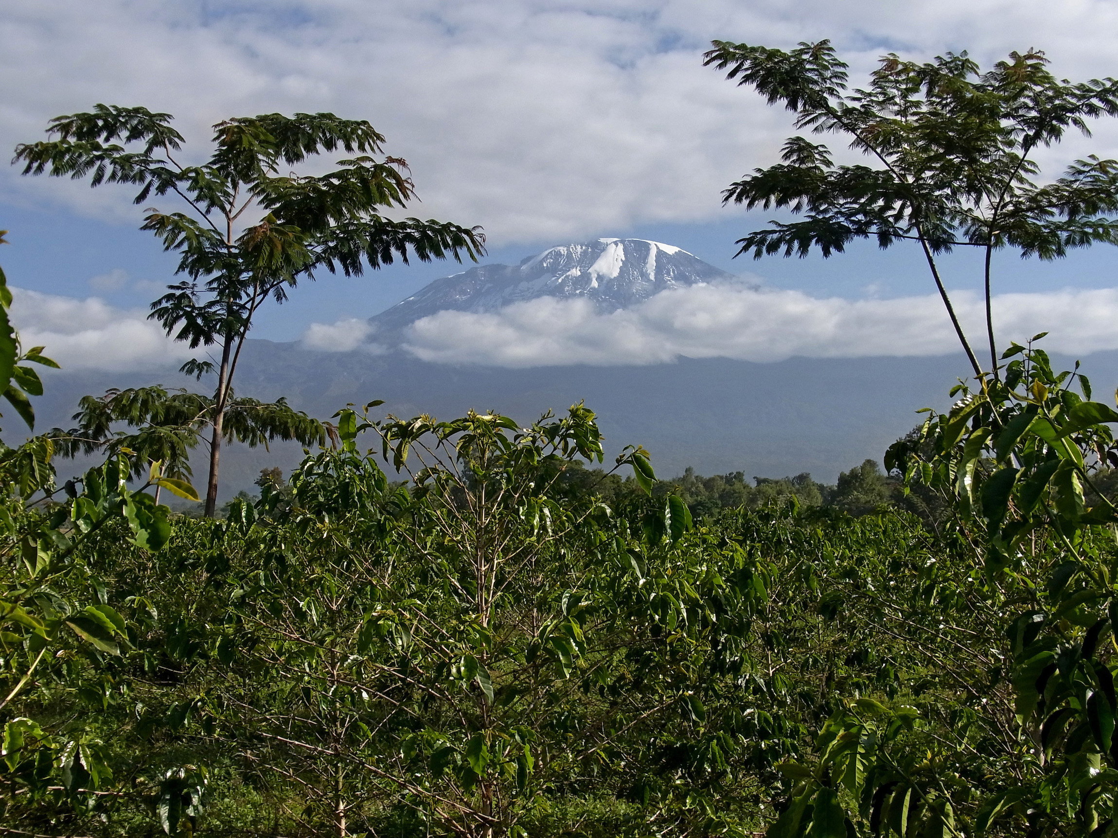 Human land use changes affect performance of tropical mountain ...