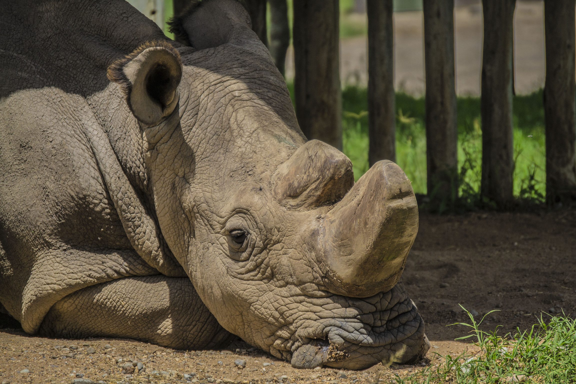 Scientists to use advanced IVF method to save the northern white rhino ...