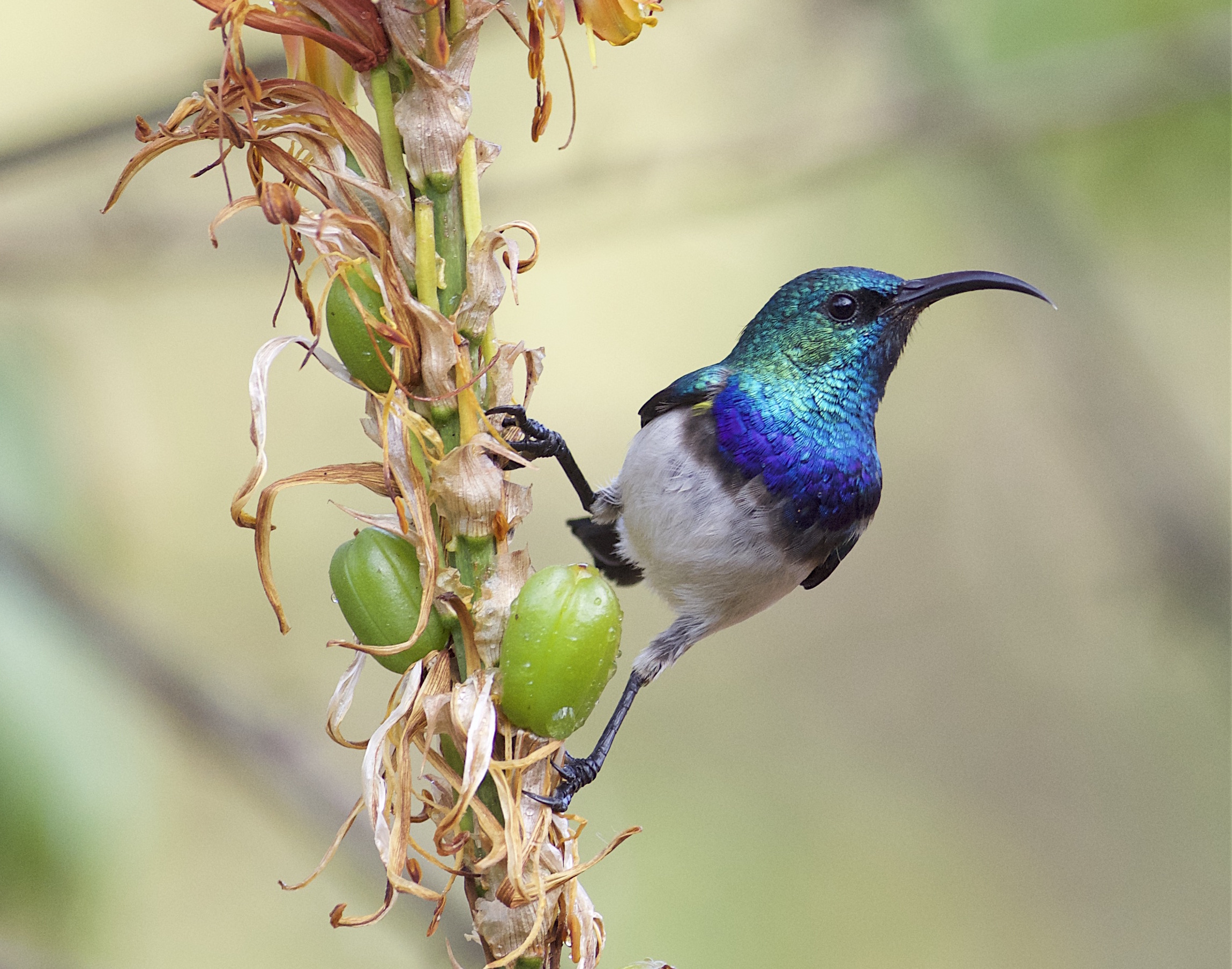 New perching bird family tree reveals complex diversification process ...
