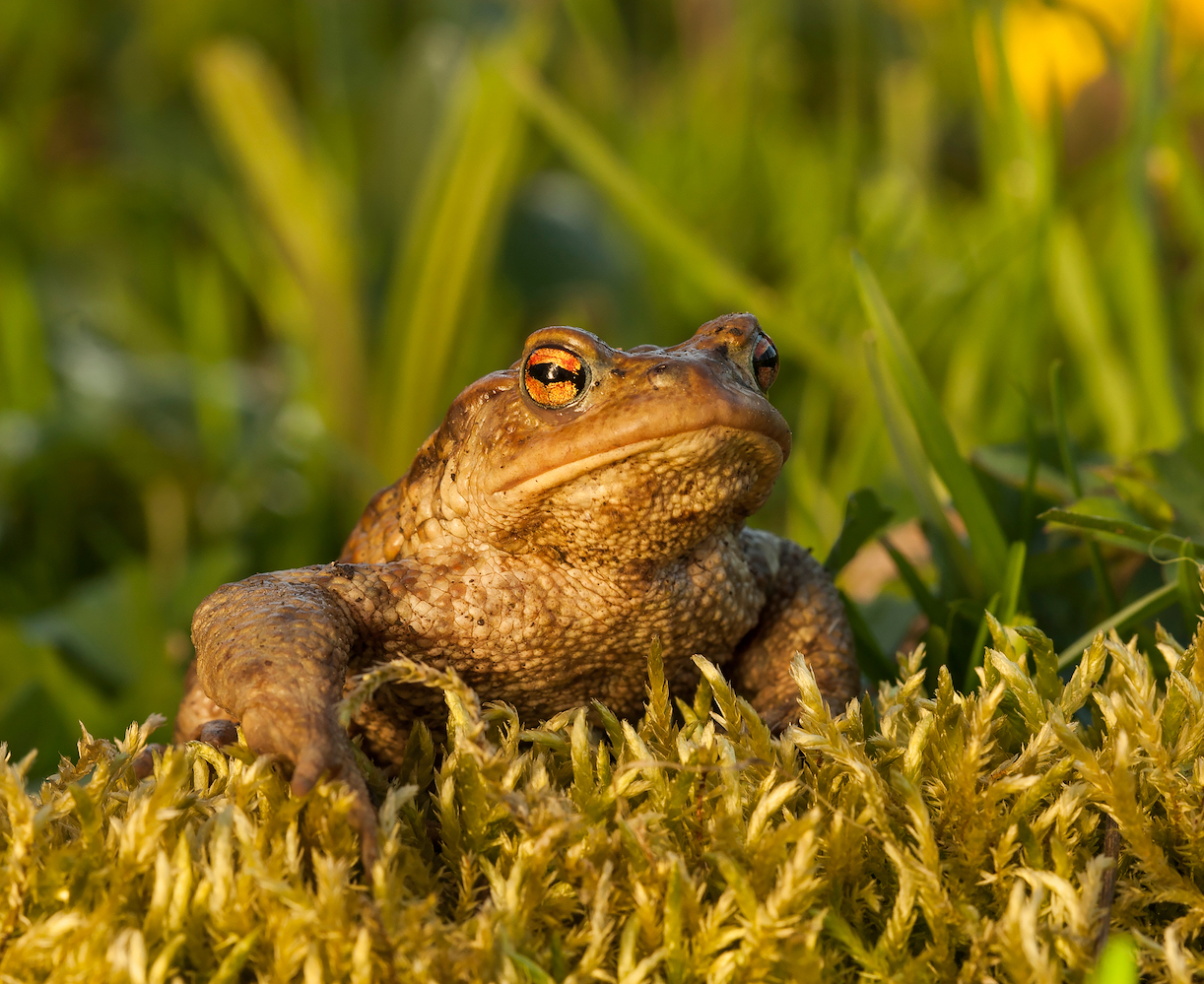 How you can help frogs by cutting off their toes (after they’re dead ...