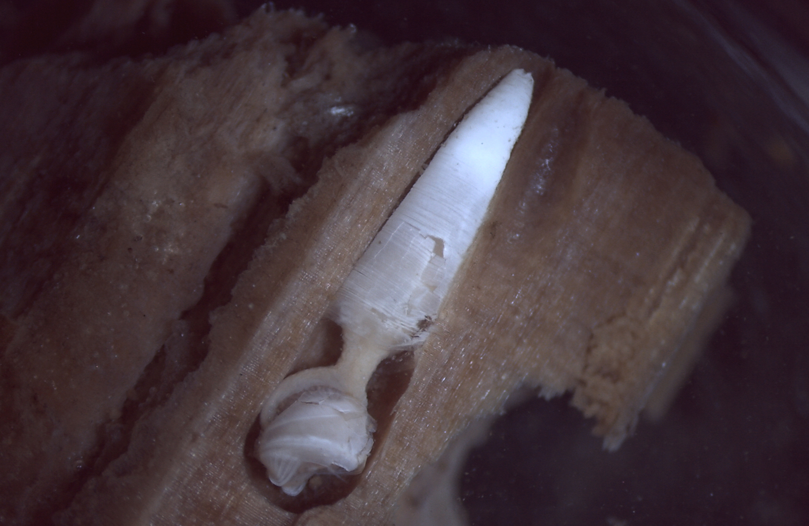 How tiny clams play an important role in keeping ecosystems healthy ...