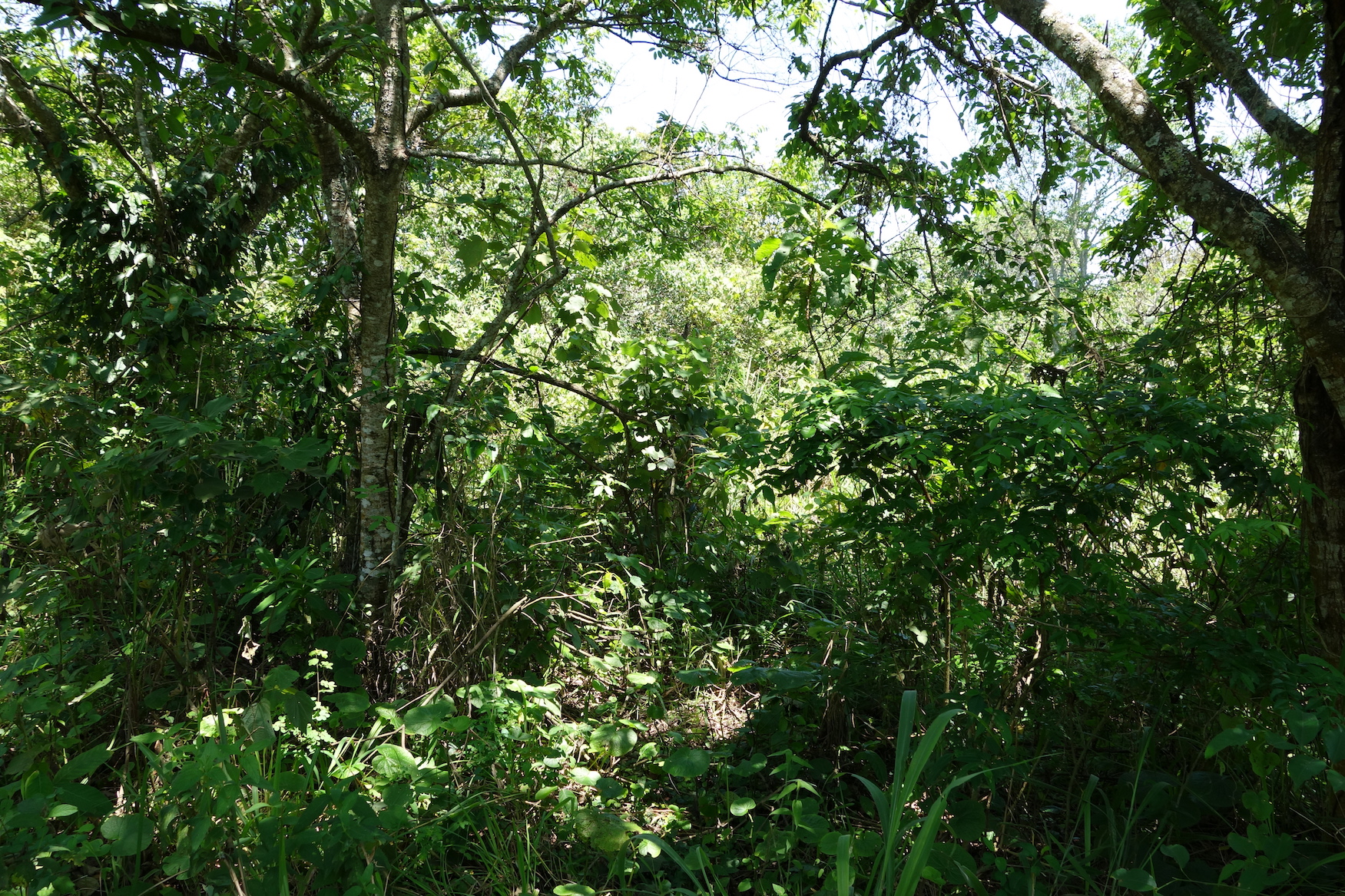 Plans to restore forests must be altered to be effective - Earth.com