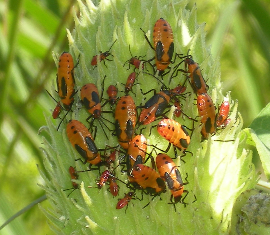 Milkweed bug genome analysis reveals secrets of insect diets - Earth.com