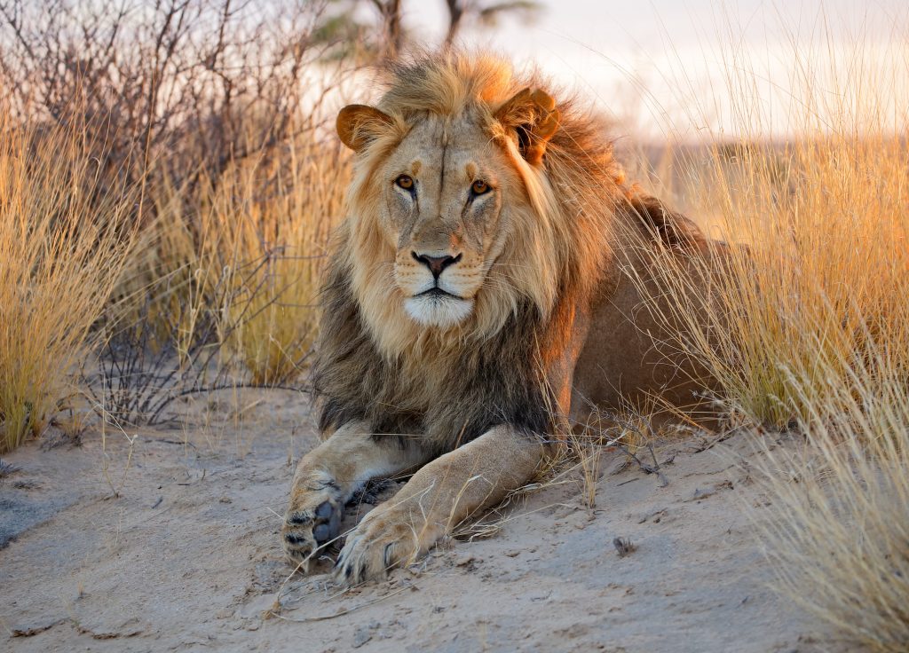 African lions are losing their genetic diversity and resilience • Earth.com