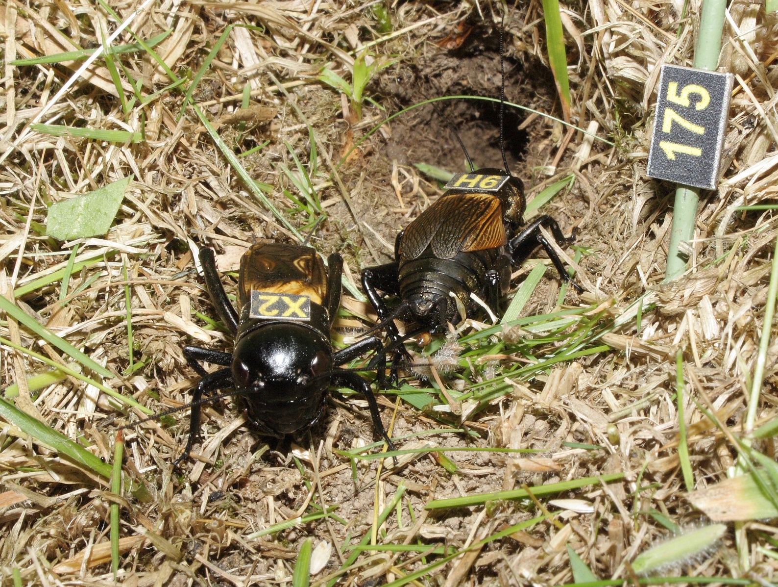 Male crickets age more slowly with plenty of females around - Earth.com