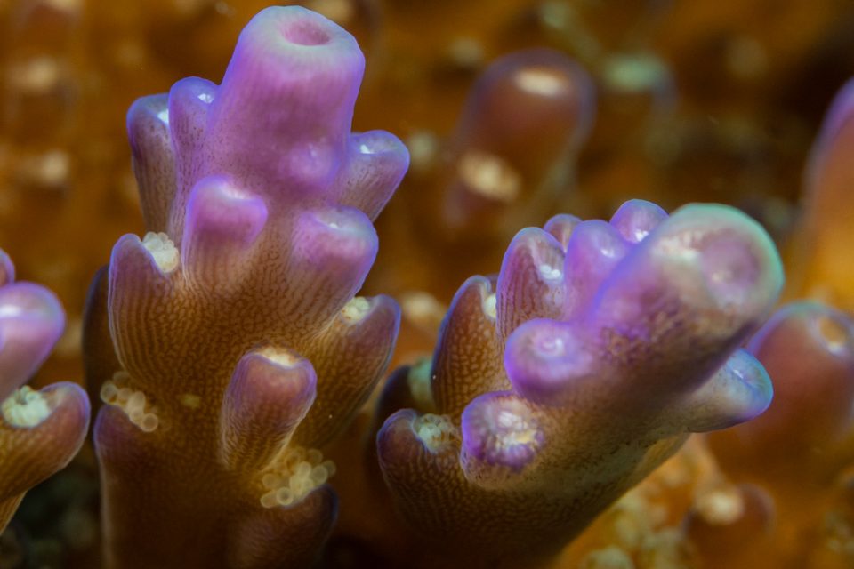 First organism found that can produce chlorophyll without ...