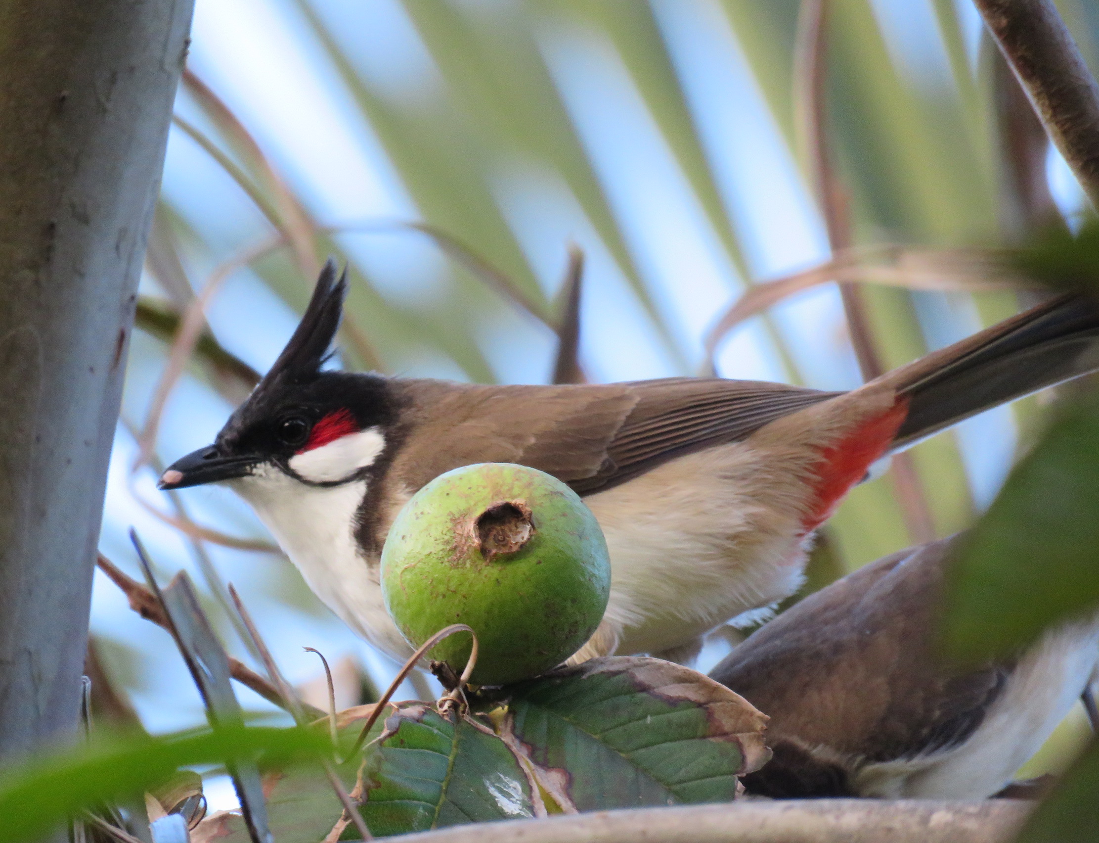 Native plants on Oahu depend on non-native birds for survival - Earth.com