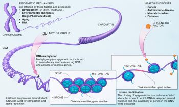 What is Epigenetics? - Earthpedia - Earth.com