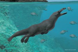 Prehistoric, four-legged whale found on Peruvian coast • Earth.com