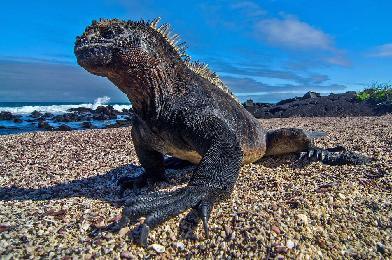 Shocking Photos Of Galapagos Iguanas Struggling To Survive Climate 