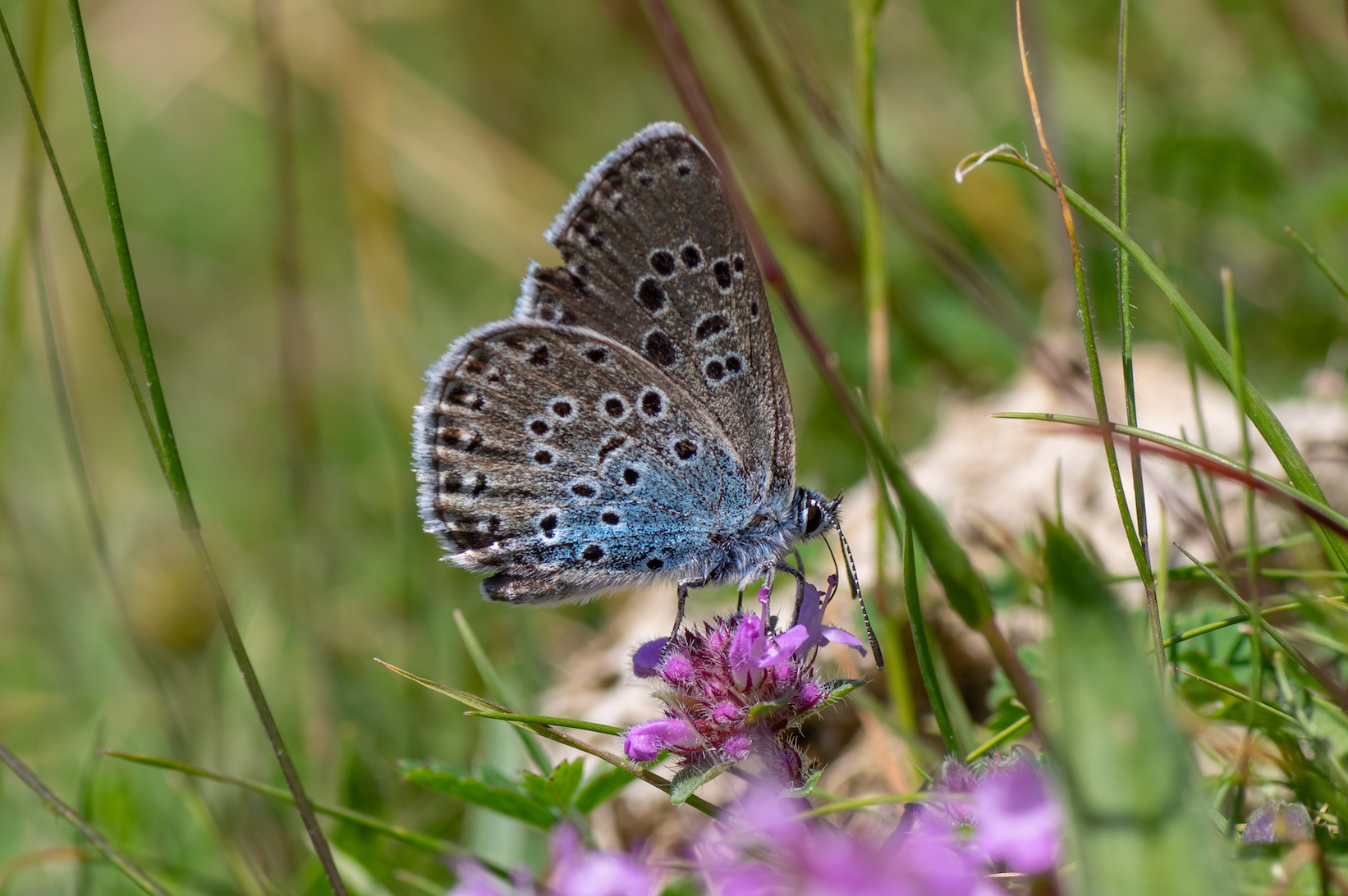 Butterflies make a big comeback across the pond - Earth.com
