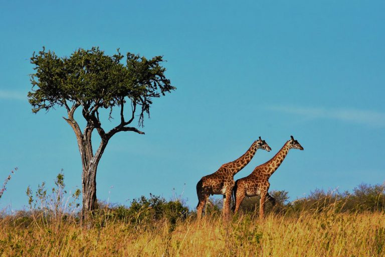 Top 5 Resourceful Grassland Animals - Earth.com - Earthpedia