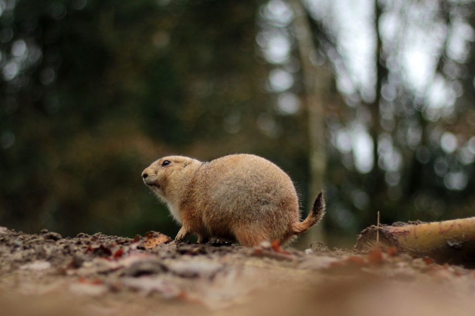 Top 5 Resourceful Grassland Animals - Earth.com - Earthpedia