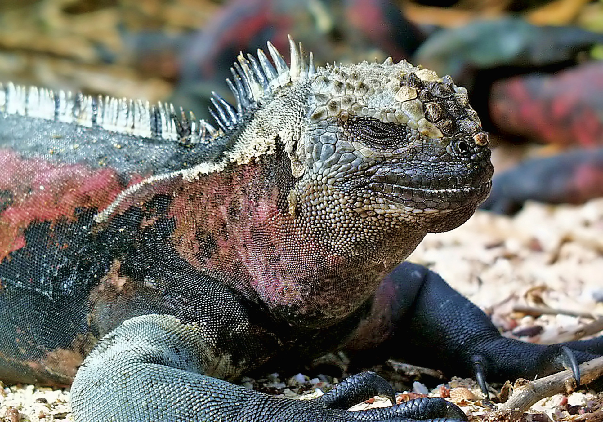 What Do Marine Iguanas Eat Earthpedia Earth