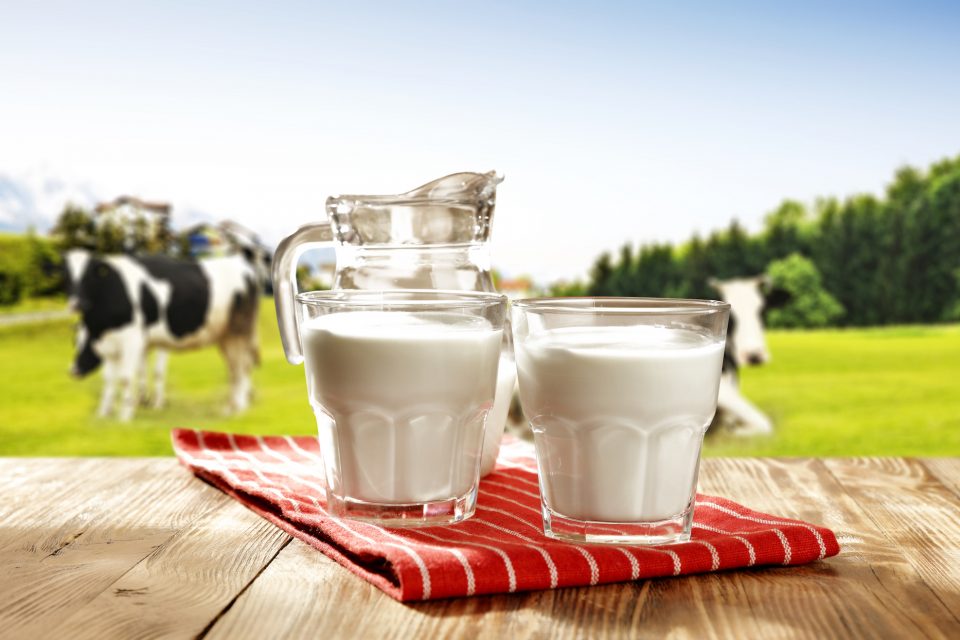 What exactly is in cow’s milk? • Earth.com What exactly is in cow’s milk? • Earth.com