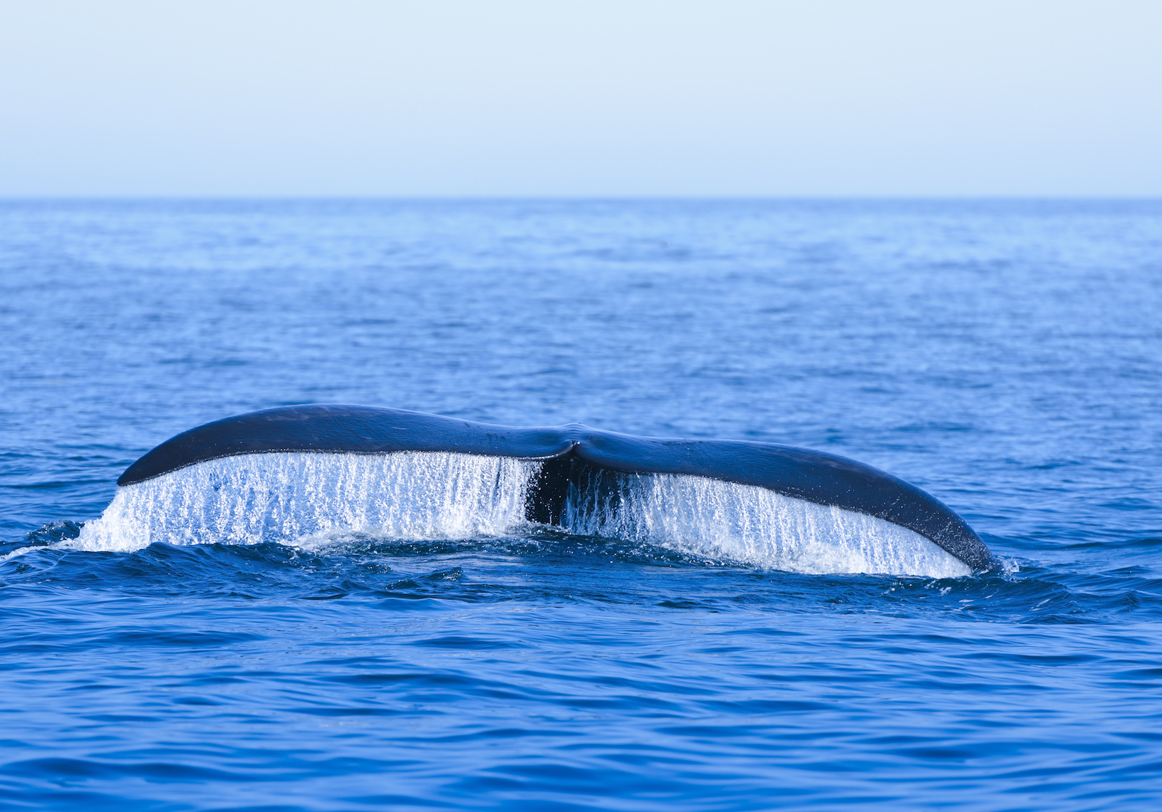 New hope for North Atlantic right whales after 7 calves are spotted ...