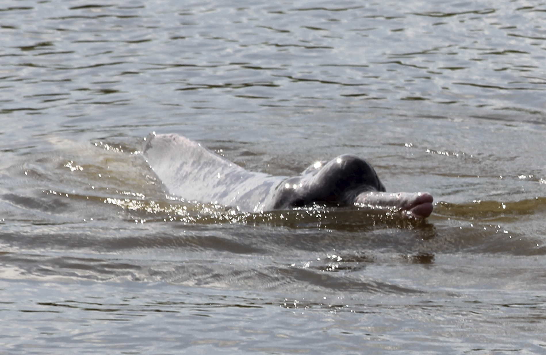 Brazilian river dolphins offer insight into marine mammal communication ...