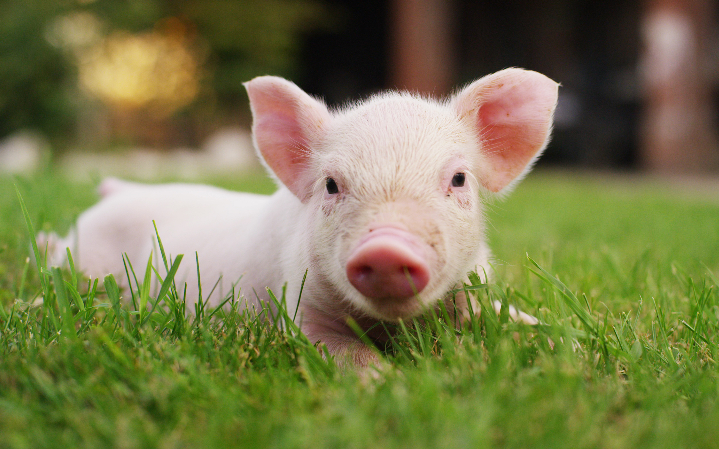 Pig brain shows signs of life hours after decapitation - Earth.com