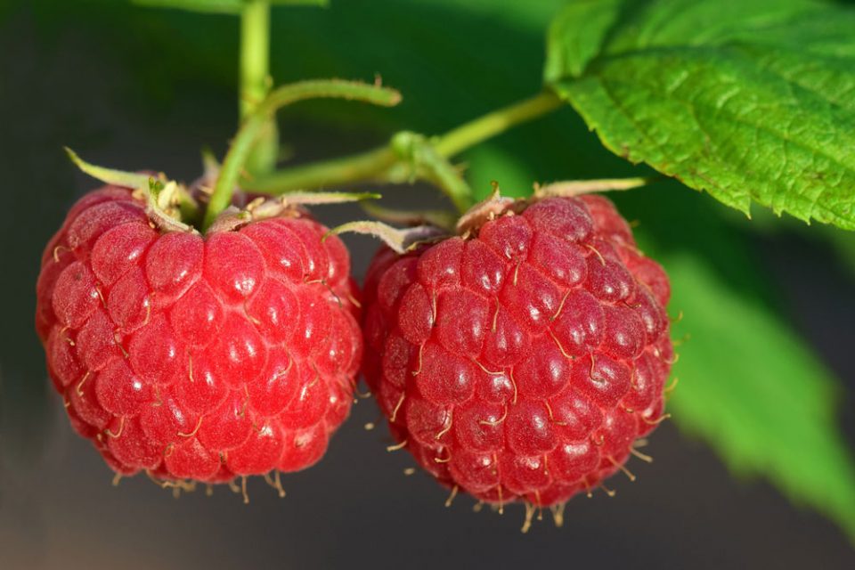 Sunscreen Plants That Really Work - Earth.com - Earthpedia