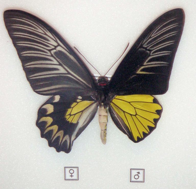 How gynandromorphs manage to be half male and half female - Earth.com