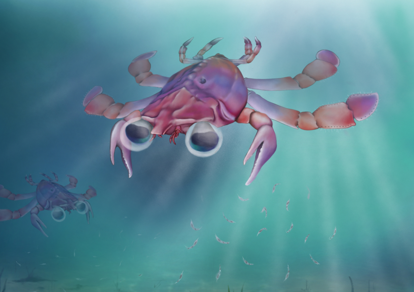 95 million-year-old crab cousin is rewriting the definition of a crab ...