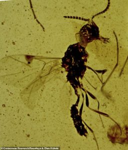 Newly found ancient wasp named after Dracula for its terrifying teeth ...
