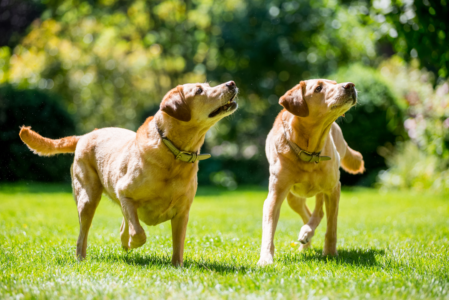 Domesticated dogs inherited their prosocial tendencies from wolves ...