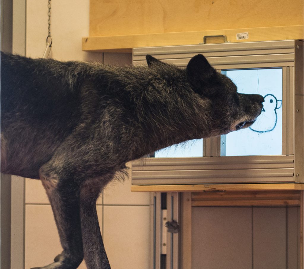 Domesticated dogs inherited their prosocial tendencies from wolves ...