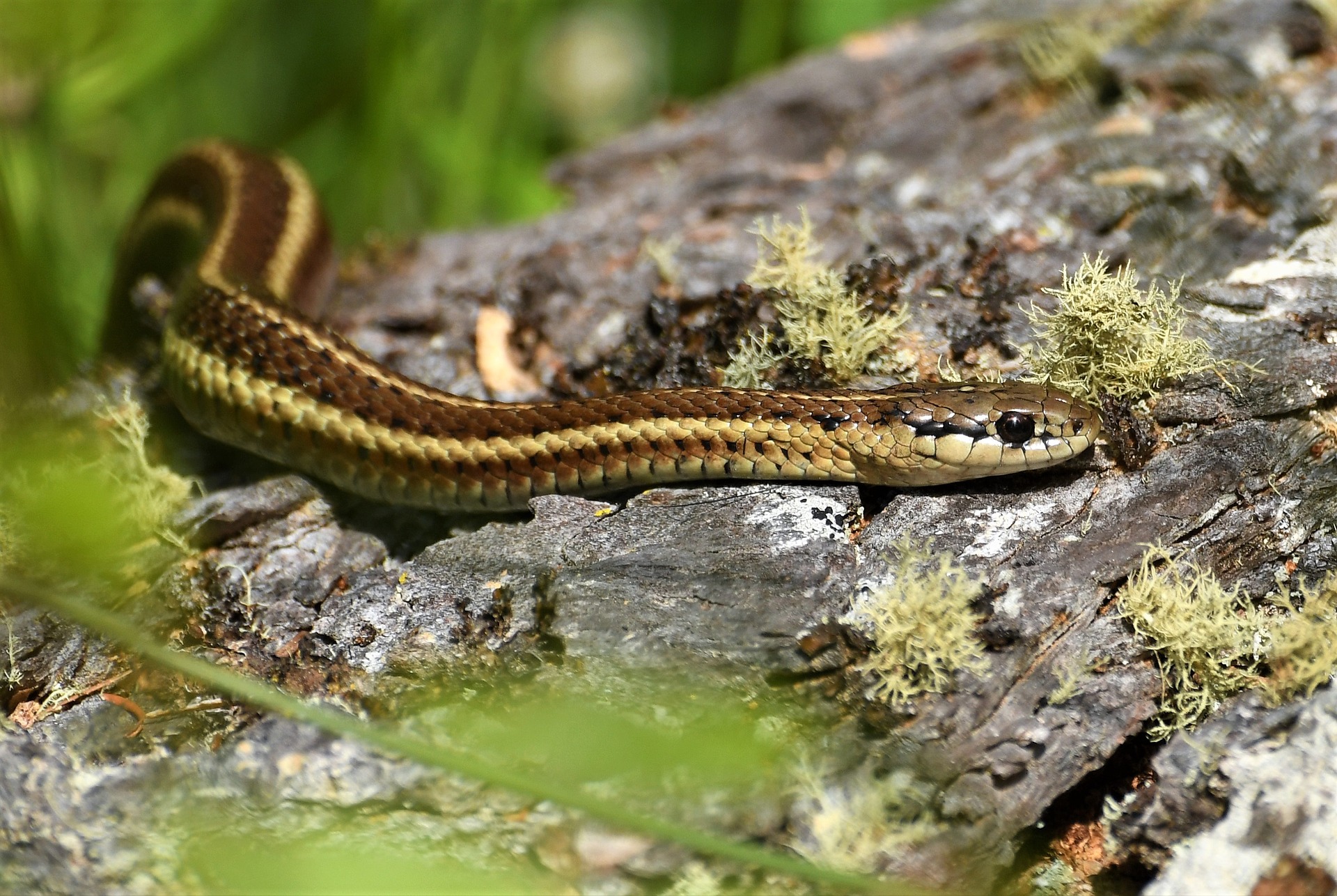 Which Are the Animals That Hibernate? - Earth.com