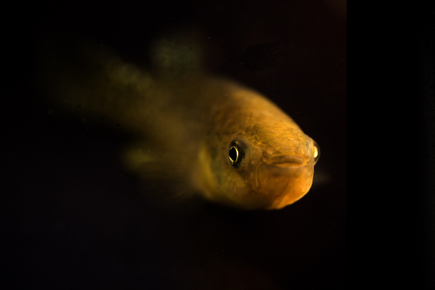 How the Gulf killifish has adapted to highly polluted waters - Earth.com