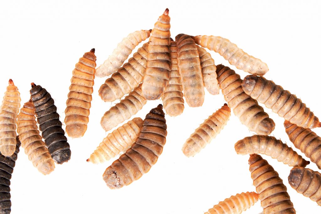 Insects may be the food of the future if we can learn to stomach them ...