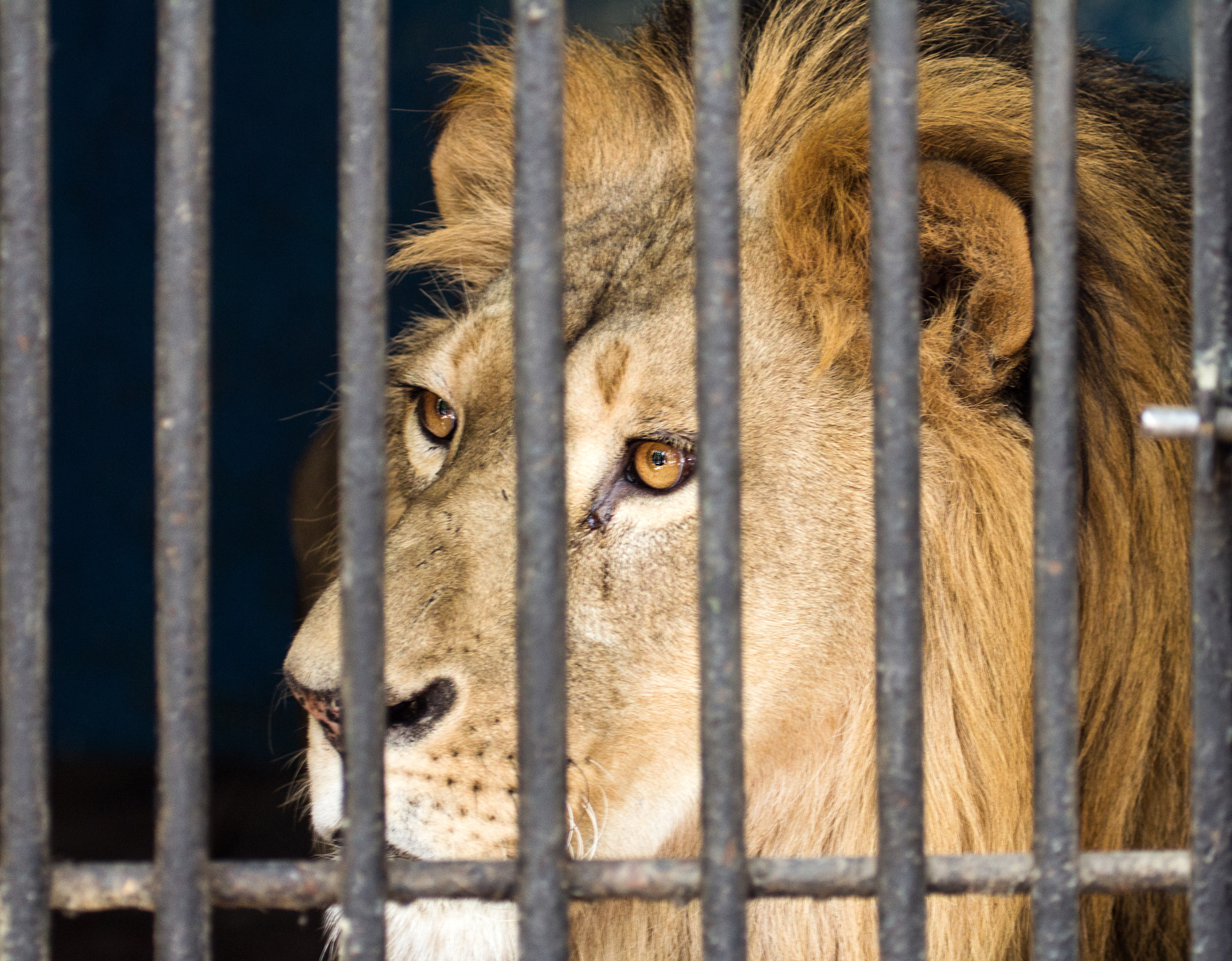 New investigation reveals brutality of lion captive breeding industry ...