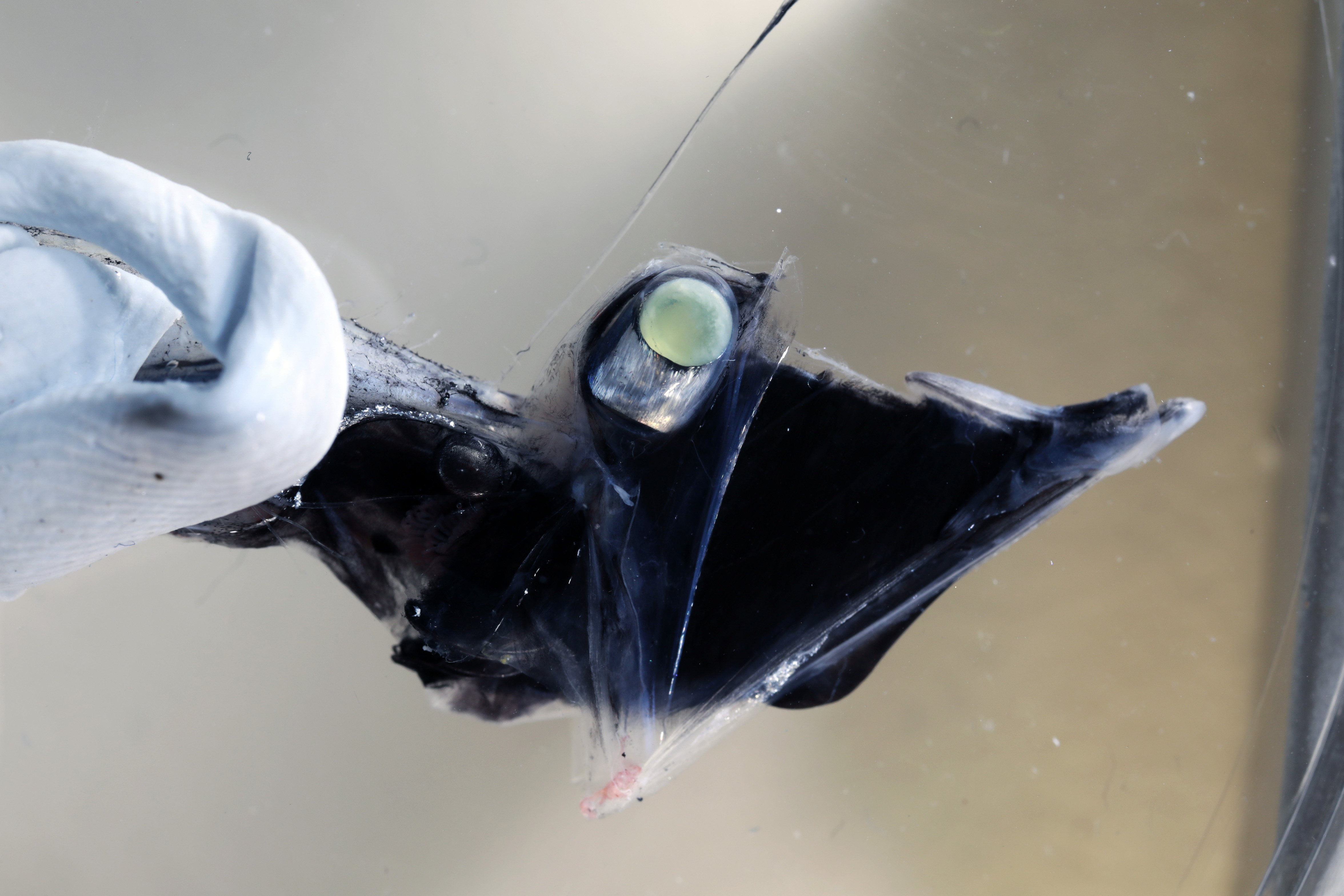 These fish can see colors even in the darkest depths of the ocean