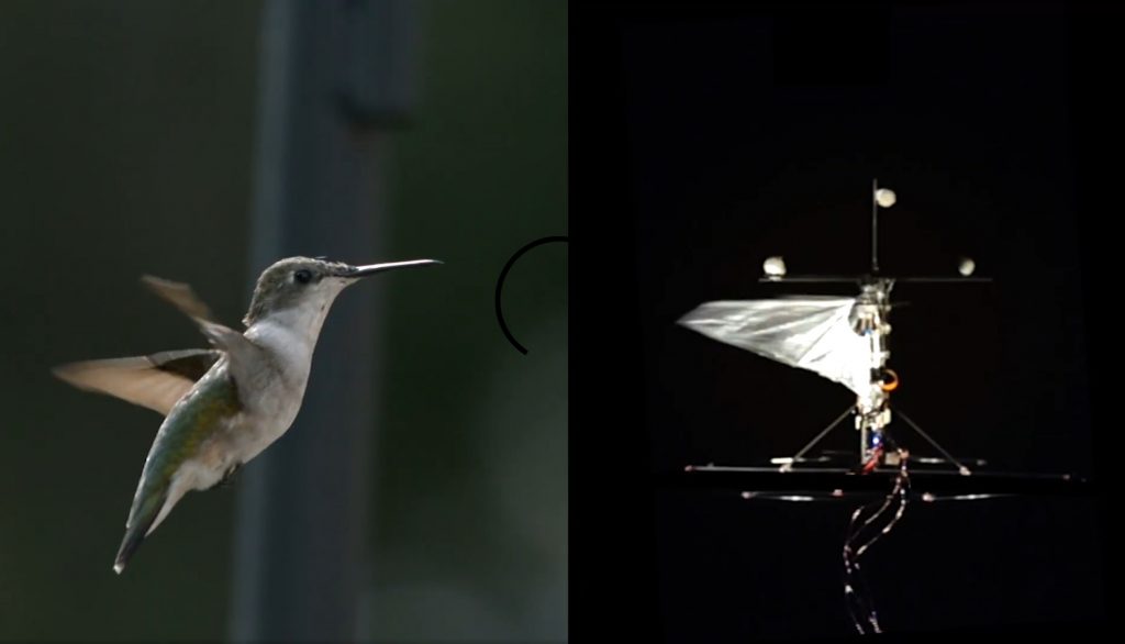 Hummingbird robot can teach itself new tricks • Earth.com