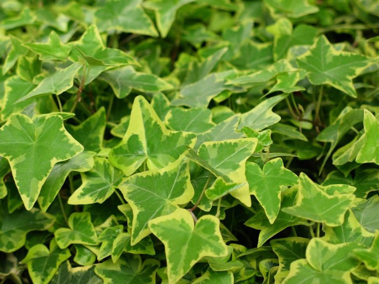 Vine Plant Identification 101 - Earth.com - Earthpedia