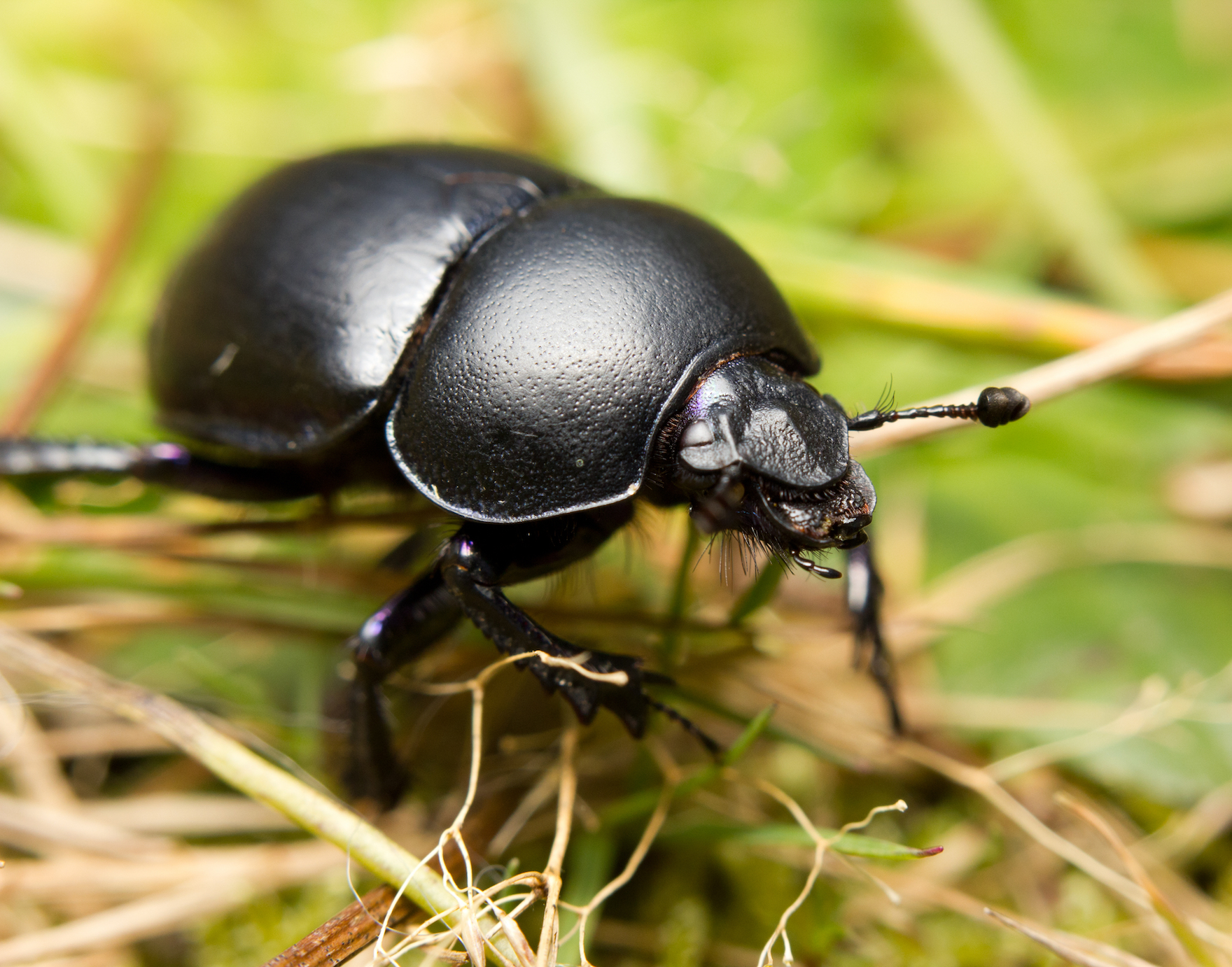 Dung Beetles