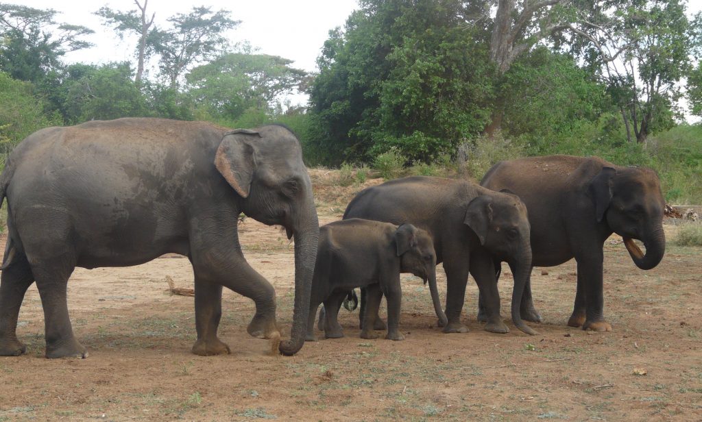 Redefining ‘endangered species’ could be key to protecting larger animals