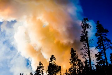 How resilient are Yellowstone forests after a major fire? • Earth.com
