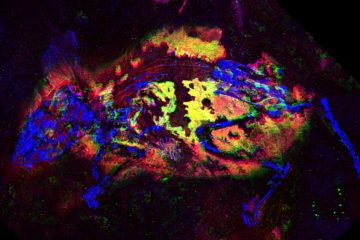 Scientists identify red color pigments in ancient fossil for the first ...