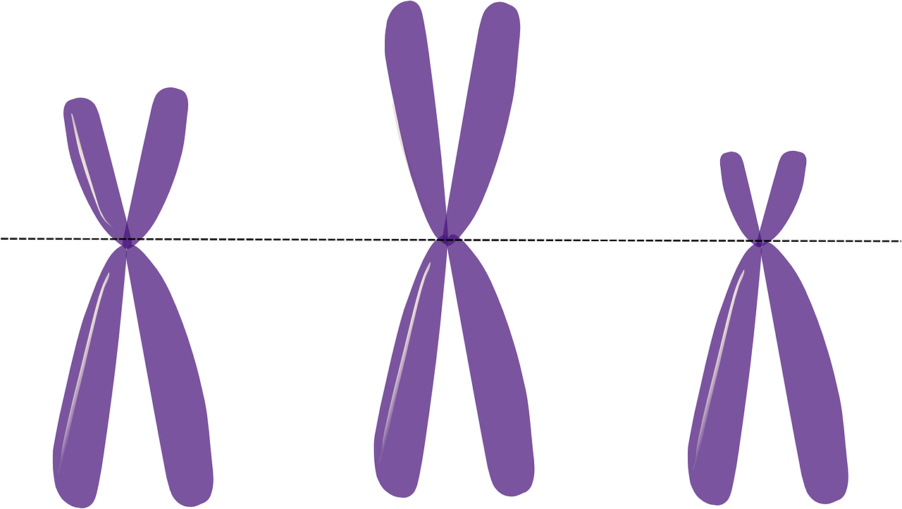 What Is a Chromosome? - Earthpedia - Earth.com