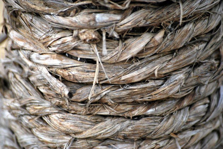 What Is the Best Rope Plant? - Earthpedia - Earth.com
