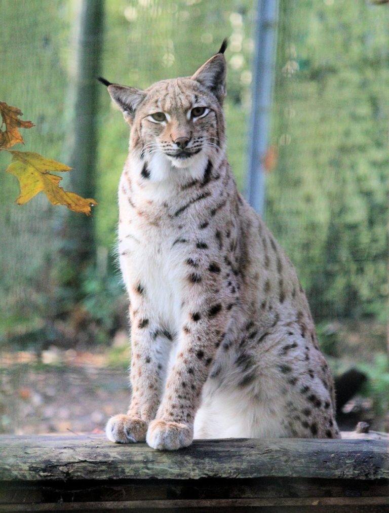 5 Coolest Taiga Animals - Earhpedia - Earth.com