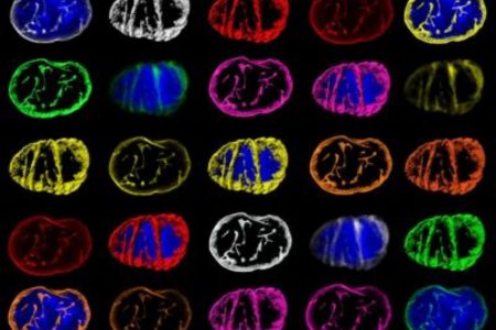 'Cell-wide web' carries signals throughout cell structure • Earth.com