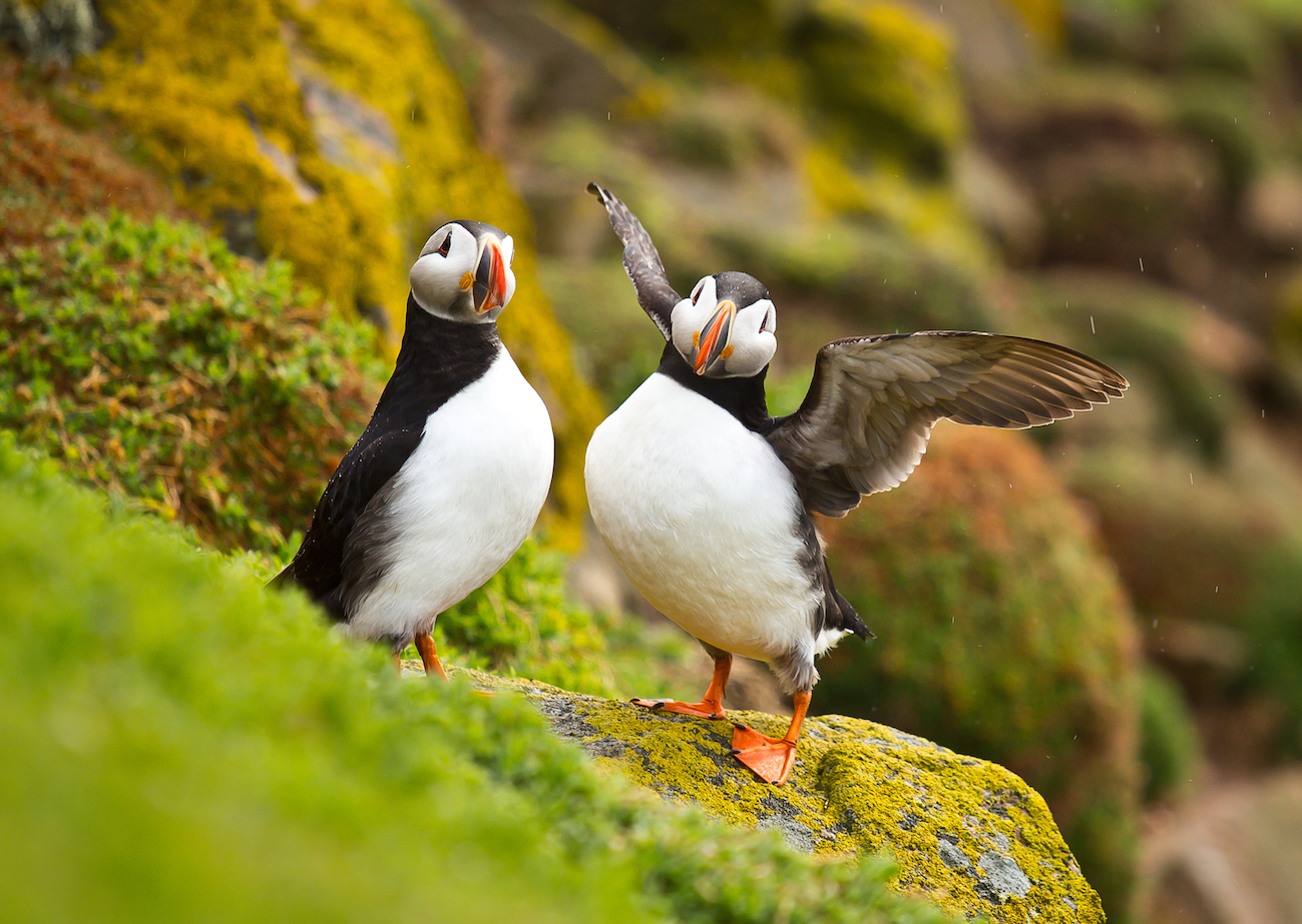 Seabirds have recovered on British island after predatory rats were ...