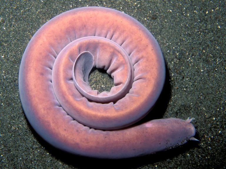 5 Strangest Deep Sea Creatures - Earthpedia - Earth.com