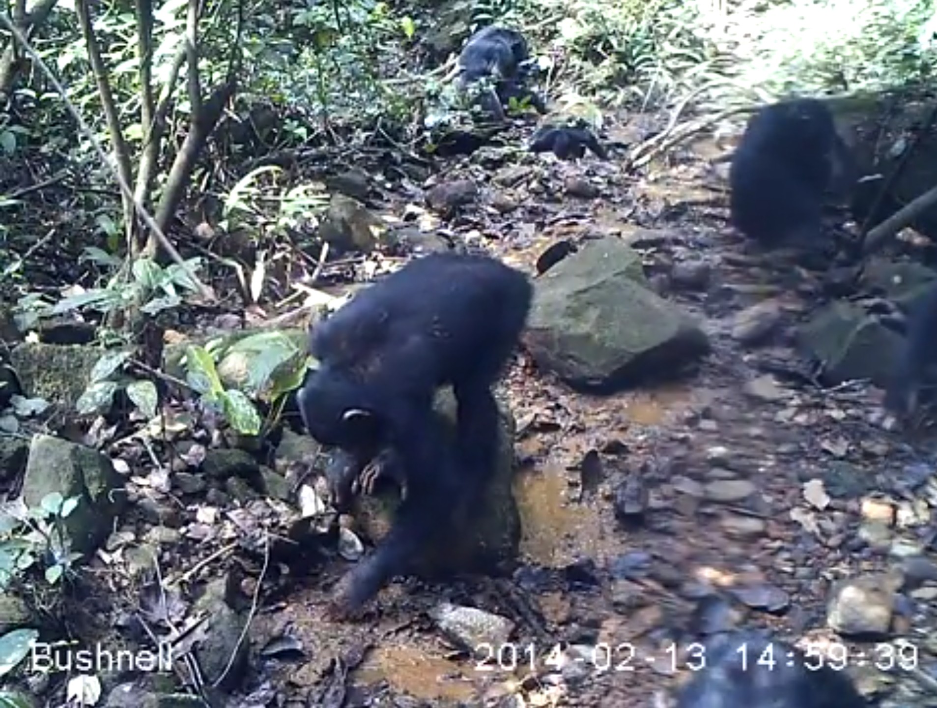 Chimpanzees go freshwater crab-fishing - Earth.com