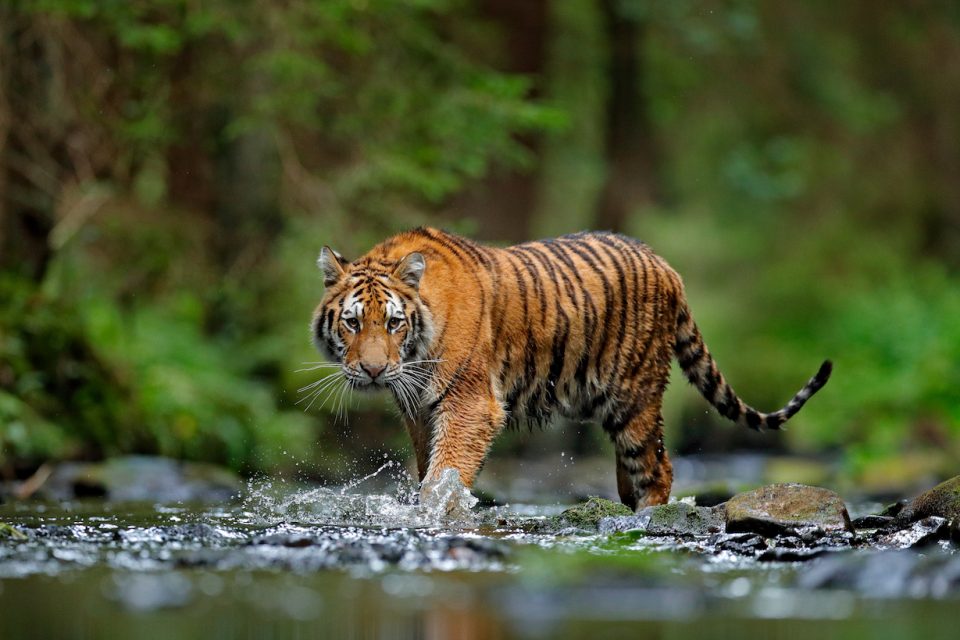 Why Tigers Have Stripes Earth
